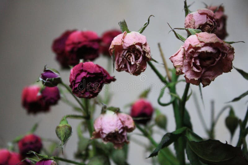 Roses stock photo. Image of wilted, nature, flowers, roses - 91375052