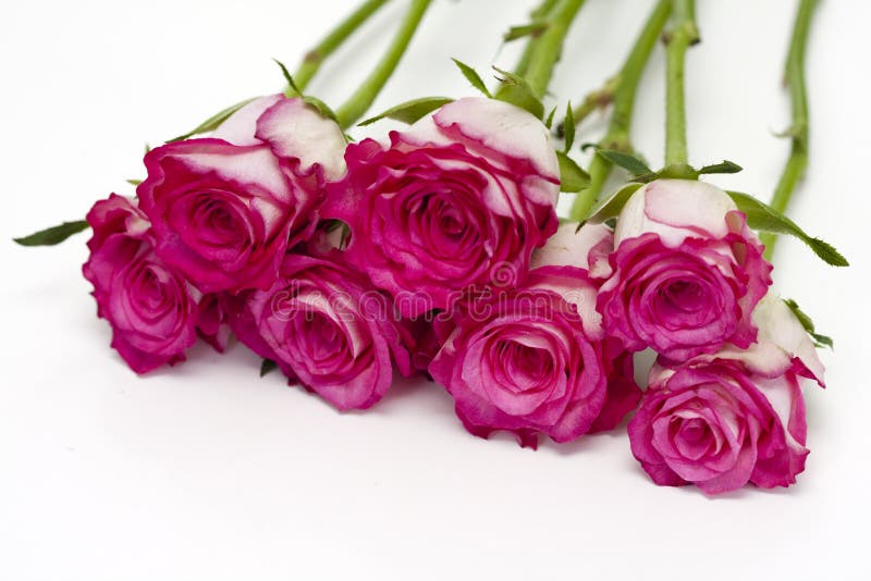 Blue roses stock image. Image of pretty, flora, present - 5511581