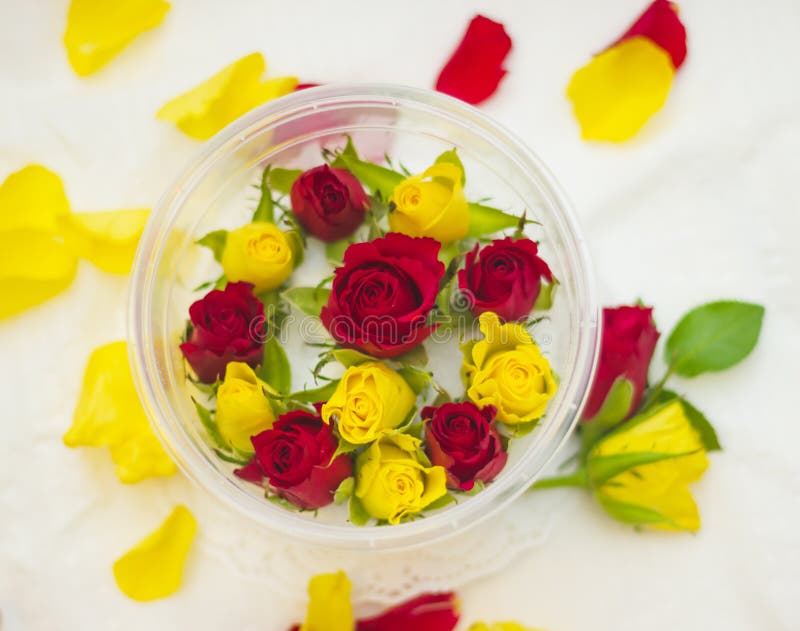 Roses buds in container stock image. Image of close, decoration - 87194007