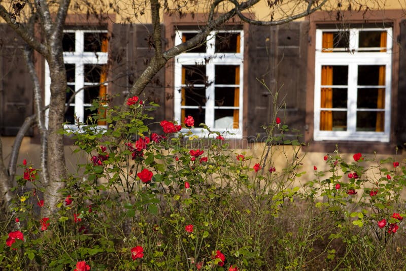 Victorian House with White Rose Bush in Front Stock Photo - Image of ...