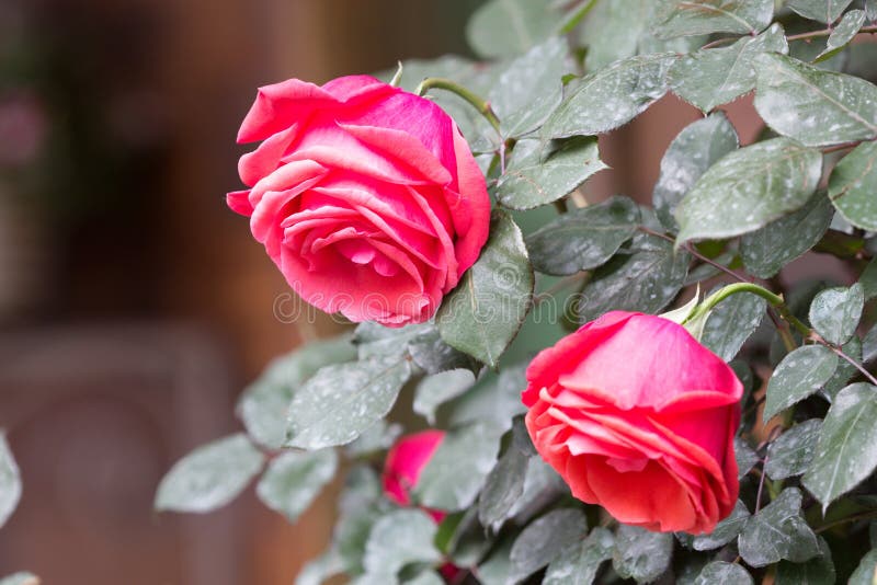 Roses Bush in the Garden at Spring Stock Image - Image of florist ...