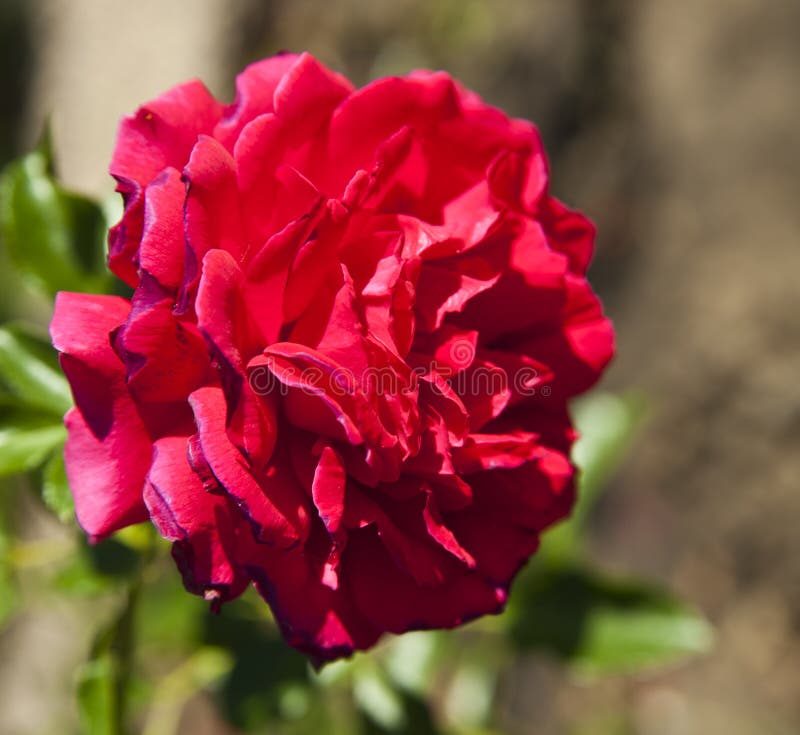Roses on a bush stock image. Image of blossom, blooming - 47508317