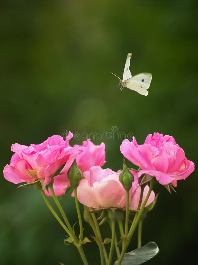 Roses and the Butterfly stock photo. Image of spin, white - 18813132