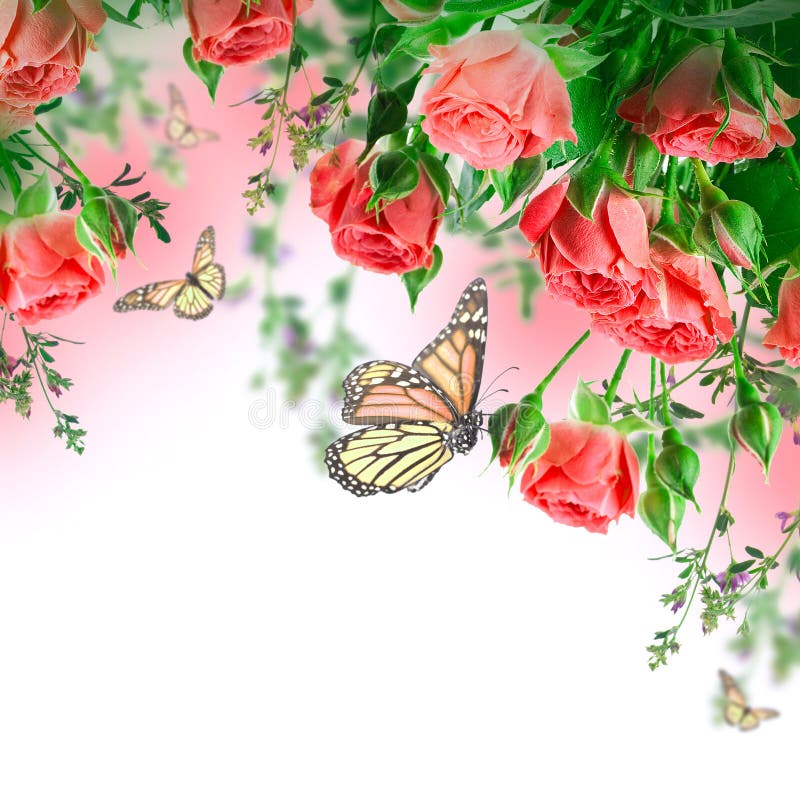 Roses and butterfly stock image. Image of gift, color - 34883801