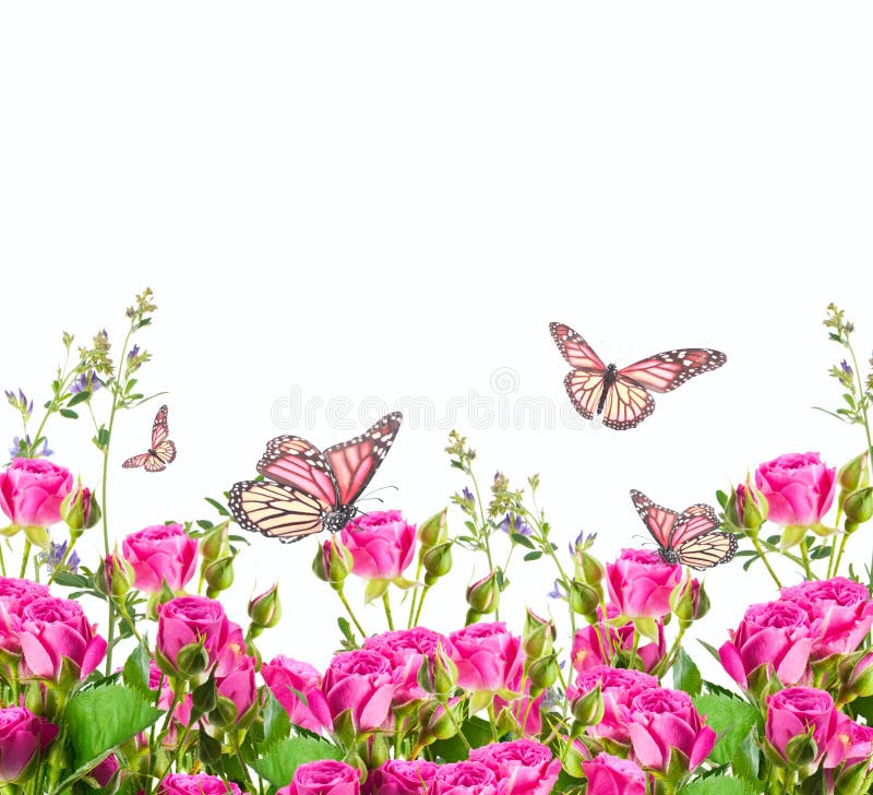Roses and Butterfly, Floral Background Stock Photo - Image of floral ...
