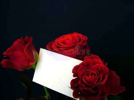Roses with card stock image. Image of rectangle, mother - 65997