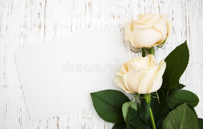Roses with card 1 stock image. Image of flower, love, rose - 65999