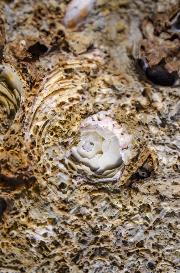 Roses carvings on stone stock image. Image of closeup - 140179051