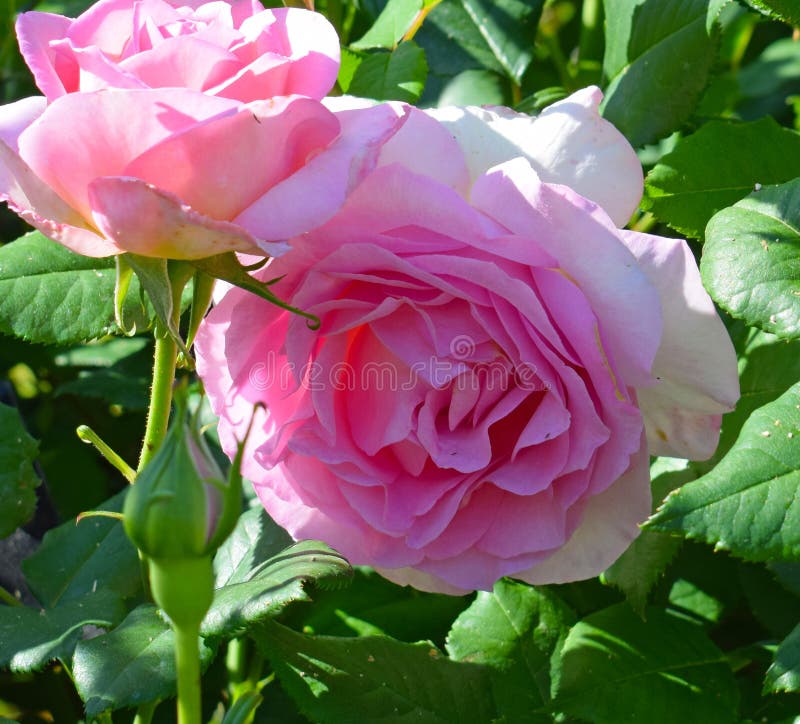 Roses in Cervantes Park, Barcelona Stock Photo - Image of florization ...
