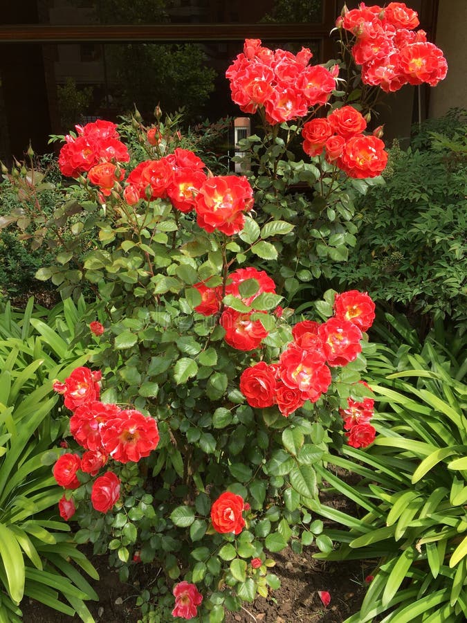 Roses in chile stock image. Image of roses, trees, yellow - 62164459