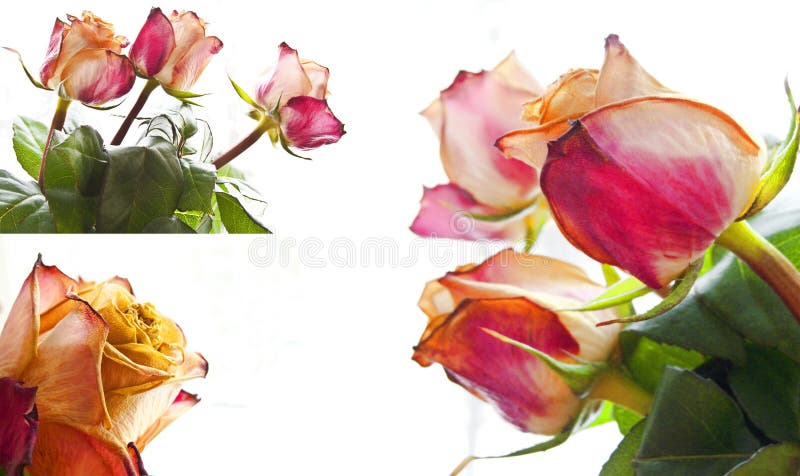 Roses collage stock illustration. Illustration of collage - 13852967