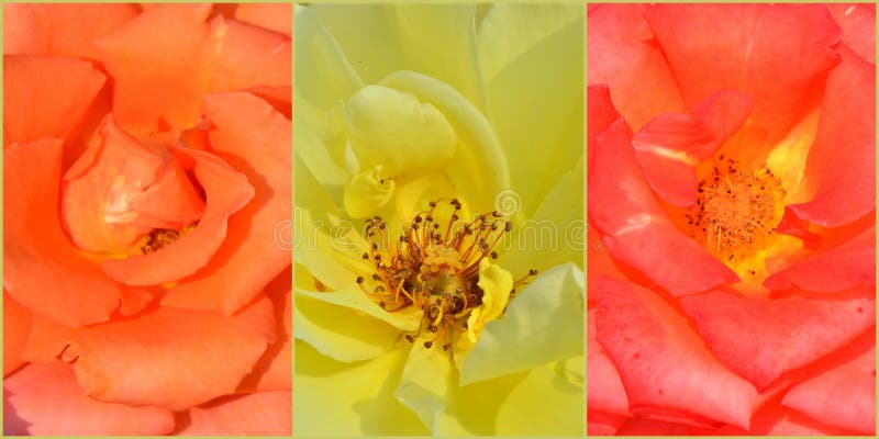 Roses collage stock illustration. Illustration of plant - 34625620