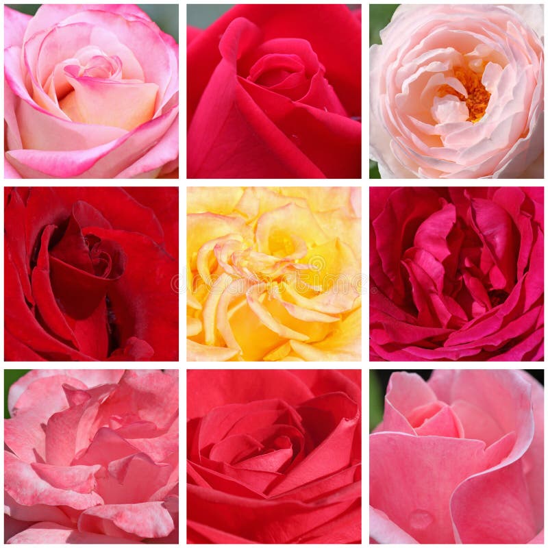 Roses stock photo. Image of beautiful, collection, square - 31281524