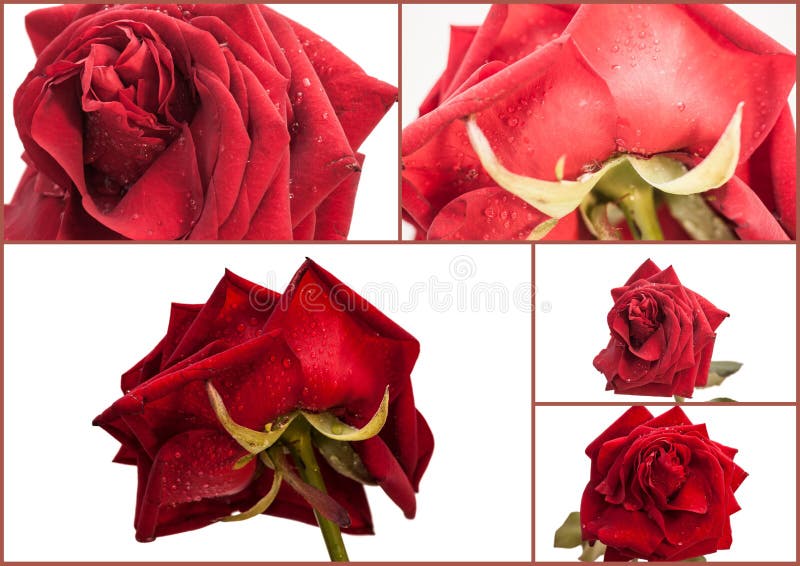 Roses collage stock image. Image of nature, bride, bridal - 55911691