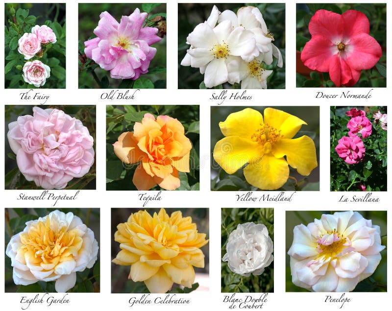 Roses collection stock photo. Image of perfume, collection - 67549470
