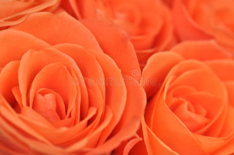 Roses de couleur saumons photo stock. Image du valentin - 39602932