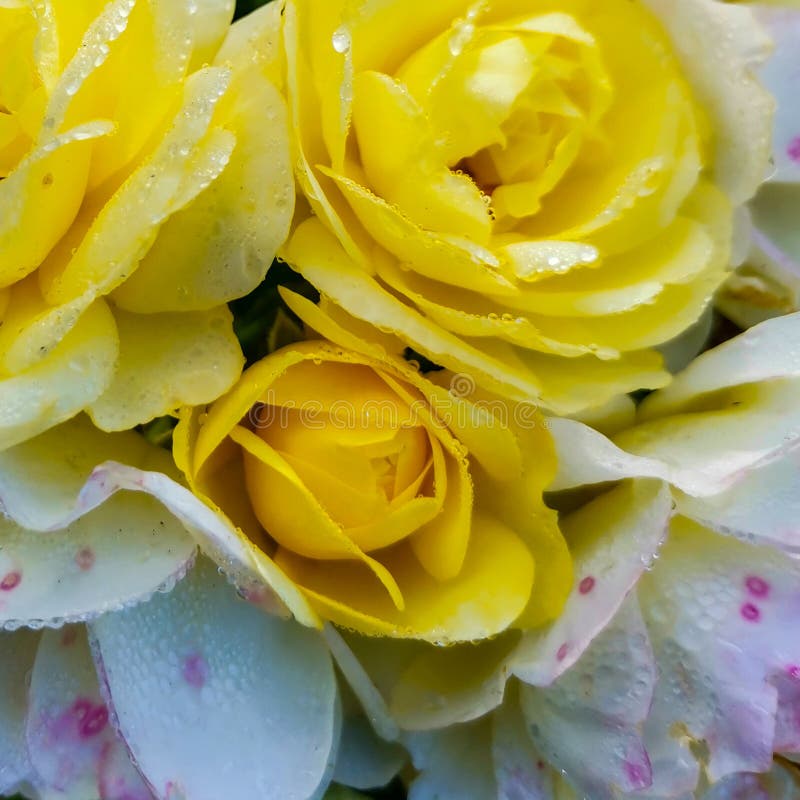 Roses Come in Yellow and White Colors Stock Image - Image of single ...