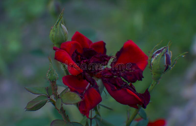 Roses consumed by worms stock photo. Image of floral - 220884612
