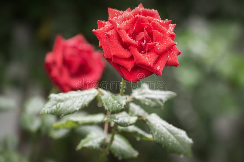 Roses covered with dew stock image. Image of water, plant - 349634541