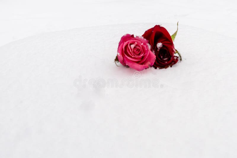 Roses covered by snow stock image. Image of flower, winter - 144167445