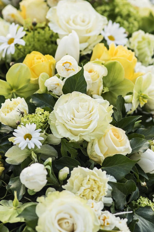 Roses in cream and yellow stock photo. Image of yelllow - 89220750