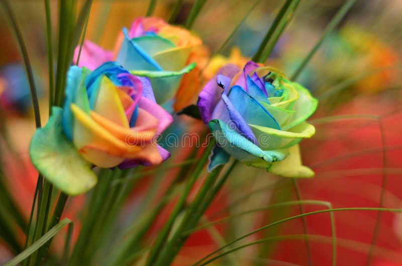 Roses d'arc-en-ciel photo stock. Image du coloré, amoureux - 40395314