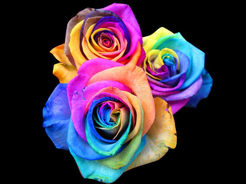Bouquet De Roses D'arc-en-ciel, Roses Multicolores Avec Le Carnet Photo ...