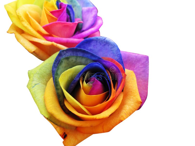 Roses D'arc-en-ciel Concept De Variété Et De Diversité Image stock ...