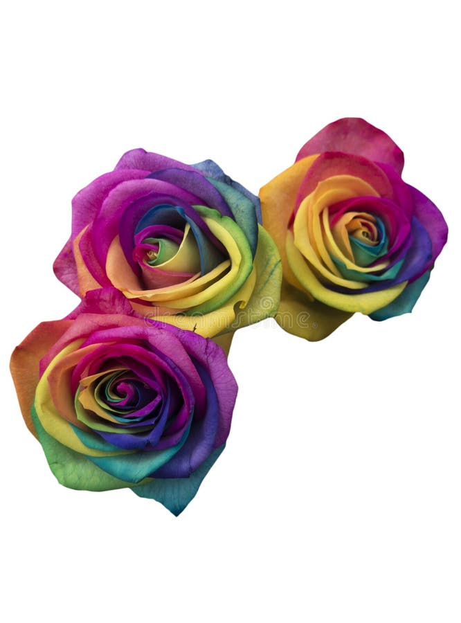 Roses D'arc-en-ciel De Trame Photo stock - Image du configuration ...