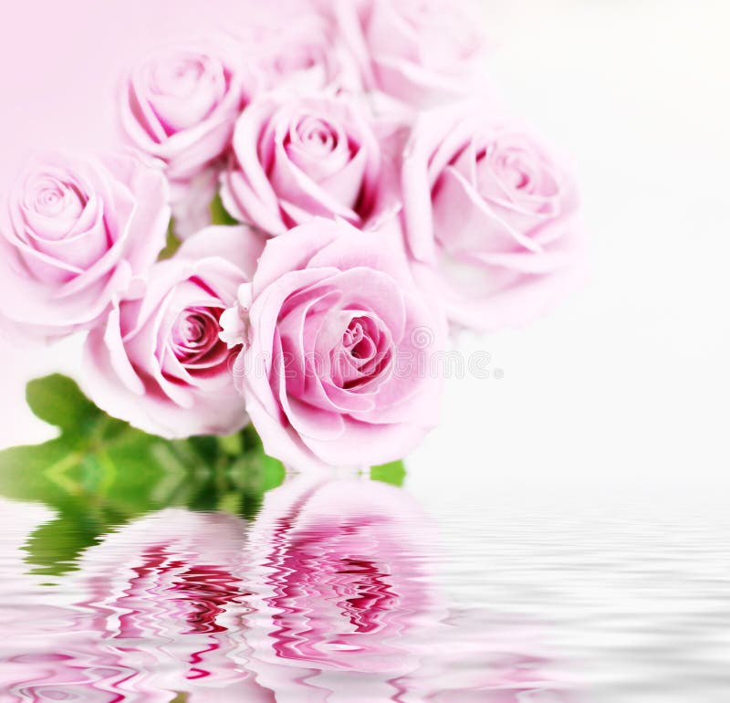 Roses d'inondation image stock. Image du pétales, lumière - 6503175