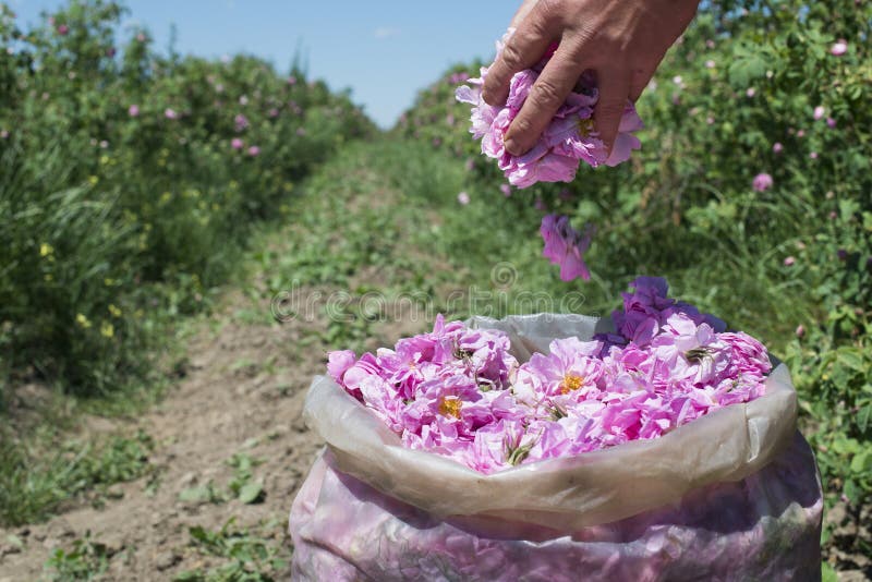 Cultures De Plantation : Roses Image stock - Image du jardinage, jardin ...