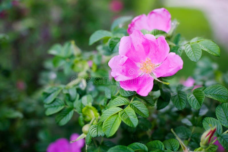 Les Feuilles Roses De Pulcherrima De Belle Euphorbe Font Du Jardinage ...