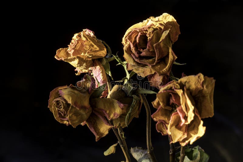 Dry Red Roses. Dead Flowers, Faded. Rose Bouquet, Close Up. Dying Love ...