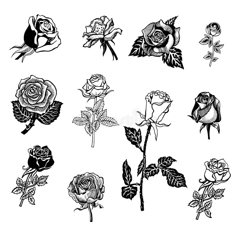 Roses design elements stock vector. Illustration of border - 89634722