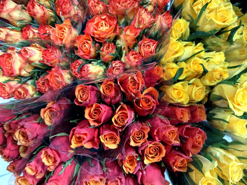 Roses of Different Colors - Flowers Stock Photo - Image of colors ...
