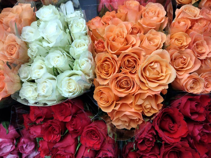 Roses of Different Colors - Flowers Stock Photo - Image of flowers ...