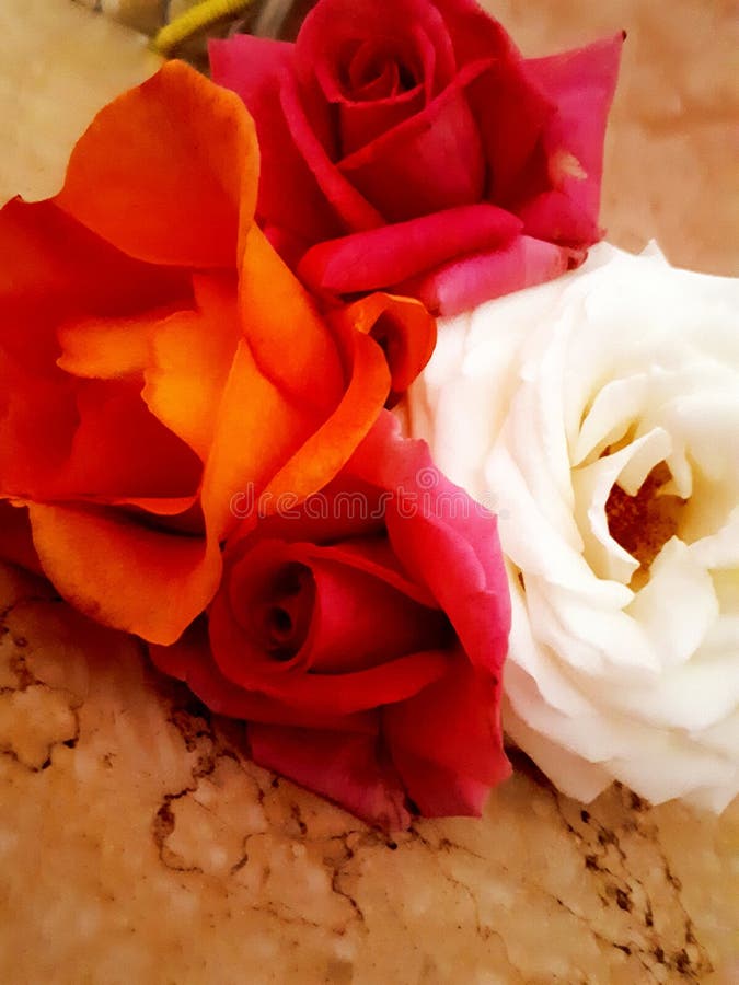 Roses in different colors stock image. Image of flower - 292206011