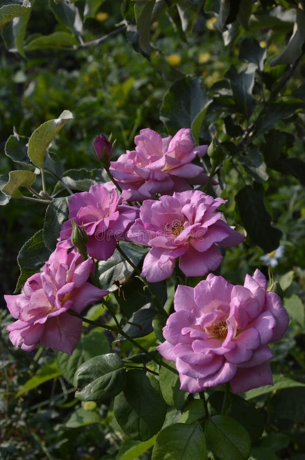 Roses of Different Colors on a Summer Day Stock Image - Image of floral ...