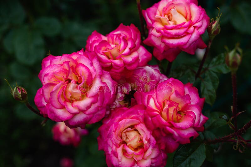 Roses Dramatic Toning. Background of Rose Bushes Stock Photo - Image of ...