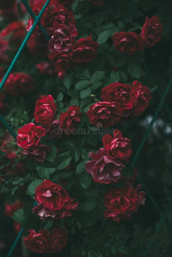 Roses Dramatic Toning. Background of Rose Bushes Stock Image - Image of ...