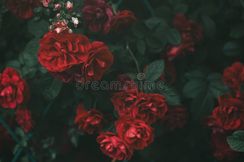 1,151 Roses Dramatic Stock Photos - Free & Royalty-Free Stock Photos ...