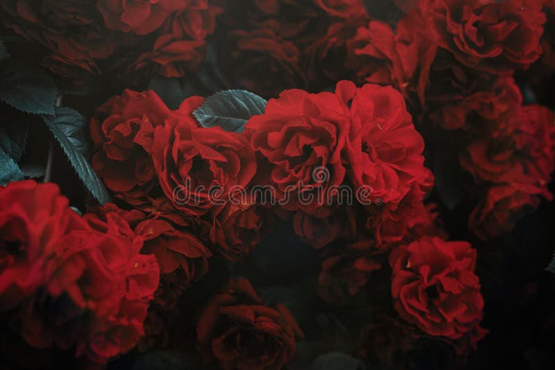 Roses Dramatic Toning. Background of Rose Bushes Stock Image - Image of ...