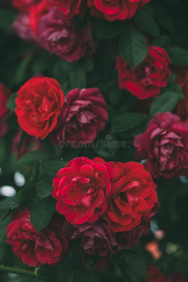 Roses Dramatic Toning. Background of Rose Bushes Stock Image - Image of ...