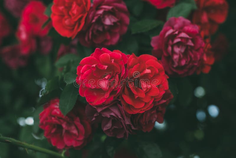 Roses Dramatic Toning. Background of Rose Bushes Stock Photo - Image of ...