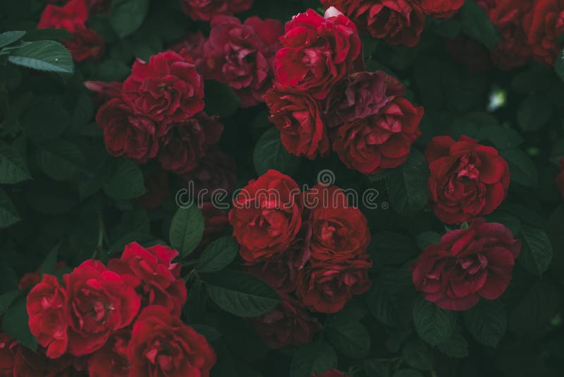 Roses Dramatic Toning. Background of Rose Bushes Stock Photo - Image of ...