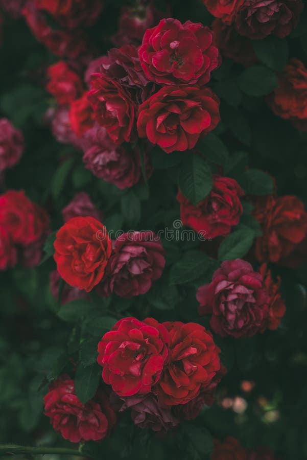 Roses Dramatic Toning. Background of Rose Bushes Stock Image - Image of ...