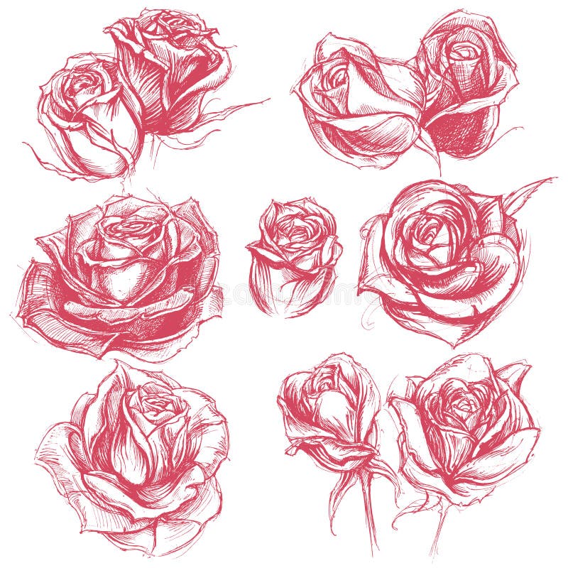 Roses Drawing set 001 stock vector. Illustration of curve - 43525670