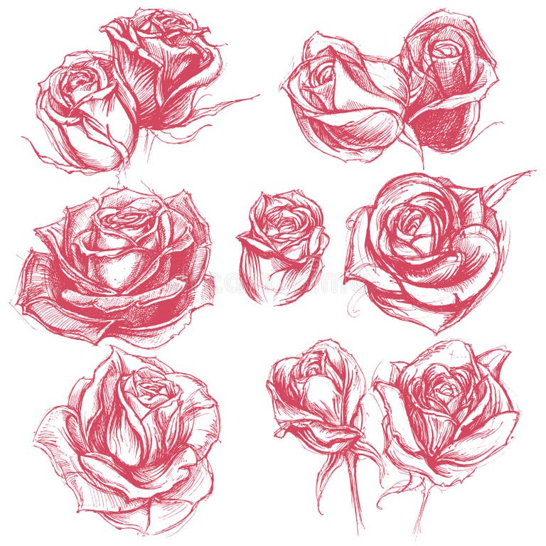 Roses Drawing set 001 stock vector. Illustration of curve - 43525670