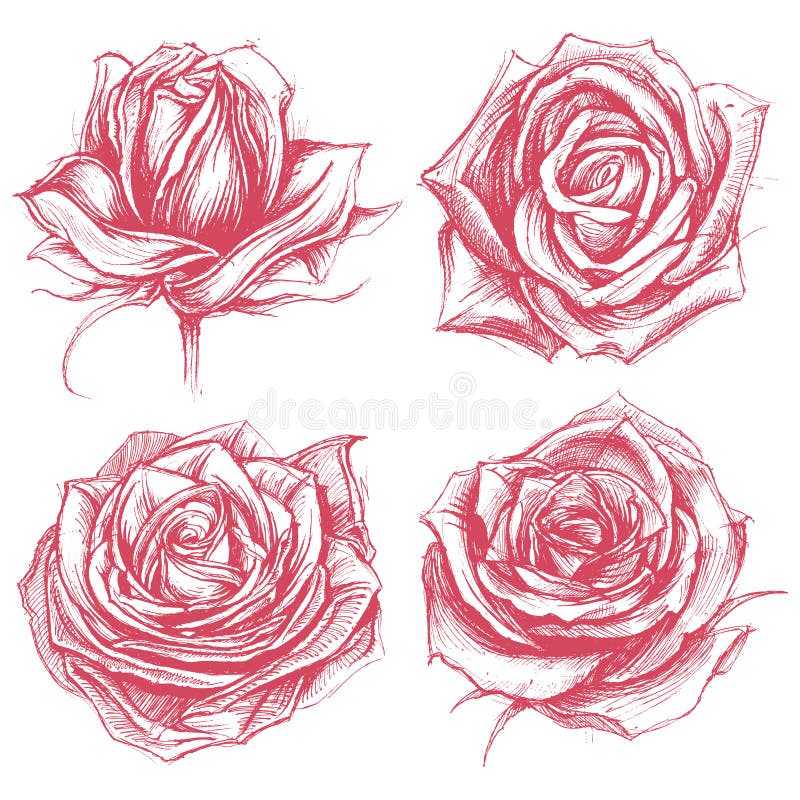 Roses Drawing set 002 stock vector. Illustration of curve - 43525676