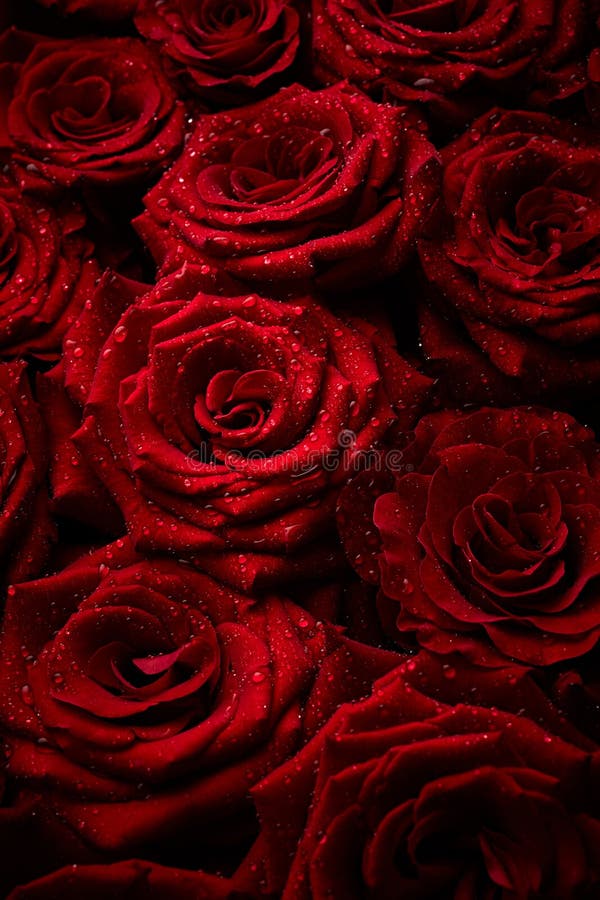 Roses with drops of water stock image. Image of festive - 58456903